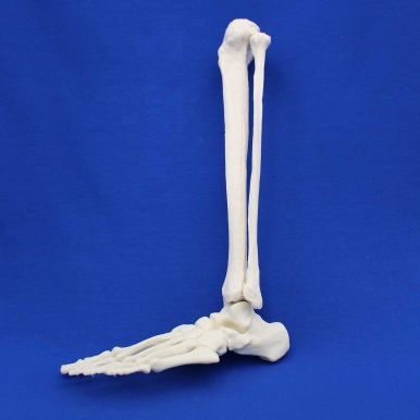Modello anatomico di piede - FLA01 - Créaplast - di tibia / di perone ...