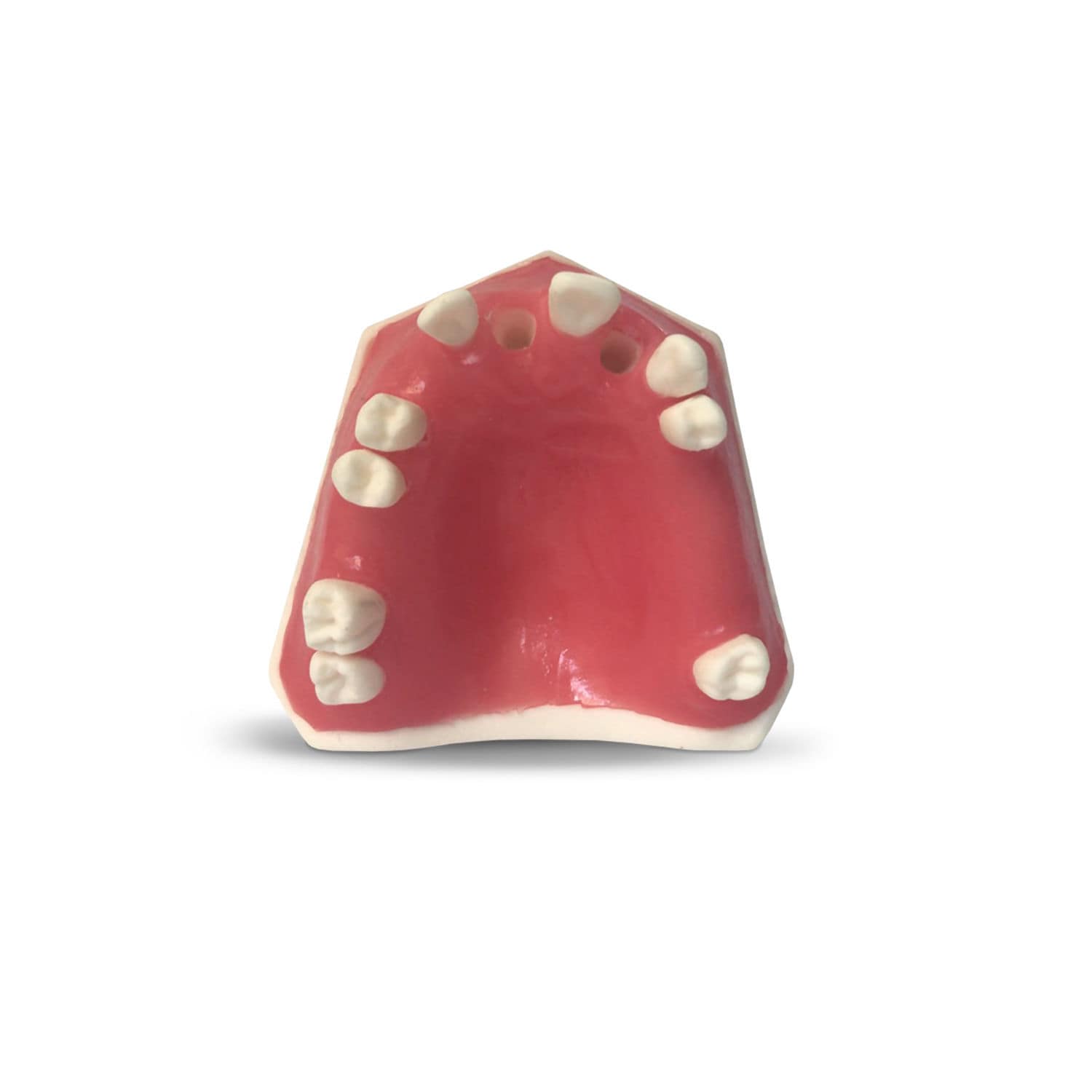 Modello anatomico gengivale - E37 - GF DENTAL - di mandibola / per cure ...