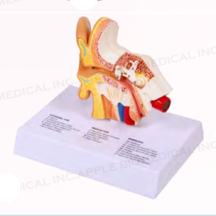 Modello anatomico di orecchio - A159 - Apple Biomedical - di coclea ...