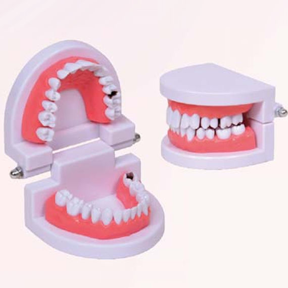 Modello anatomico di bocca - A653 - Apple Biomedical - di denti ...