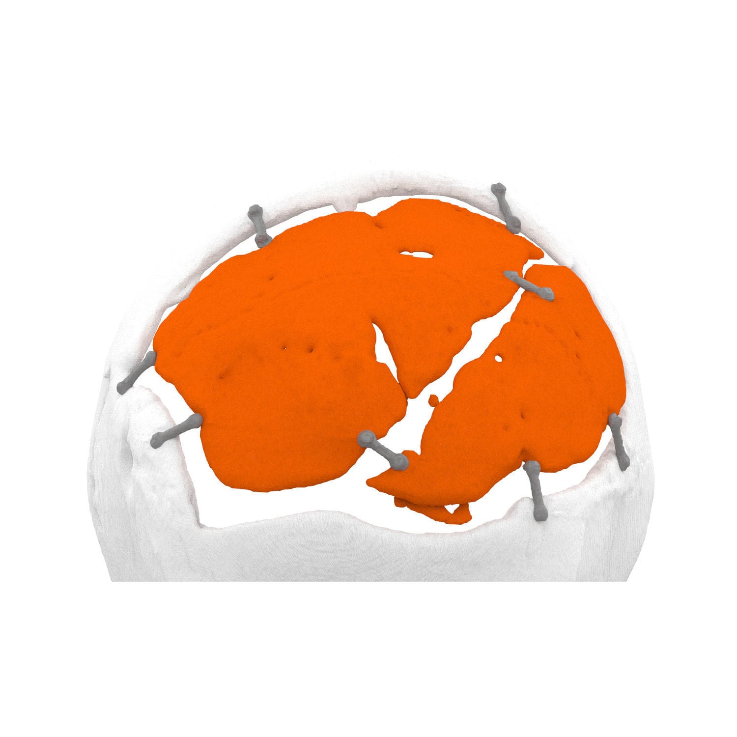Modello anatomico di mandibola - Xilloc - mandibolare / osseo / di ...