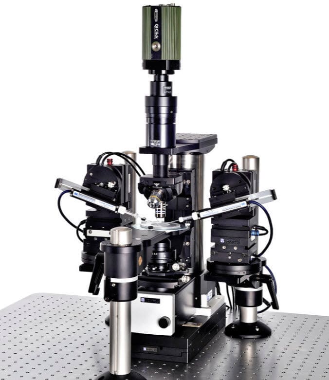 Microscopio ottico - Scientifica SliceScope Pro 1000 - Scientifica - da ...