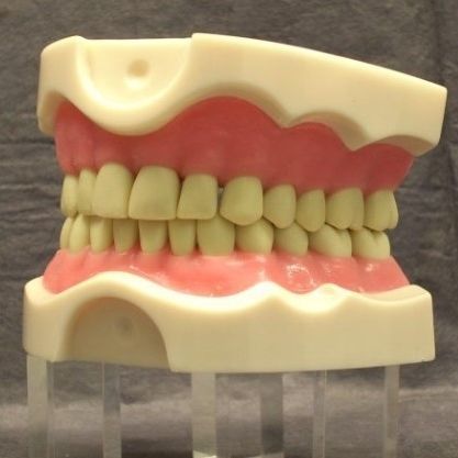 Modello anatomico di bocca - DOTFOX