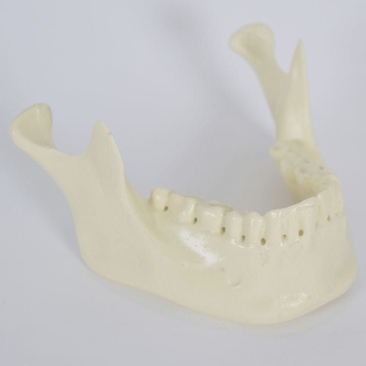 Modello anatomico osseo - 8950 - SYNBONE AG - di mandibola / per ...