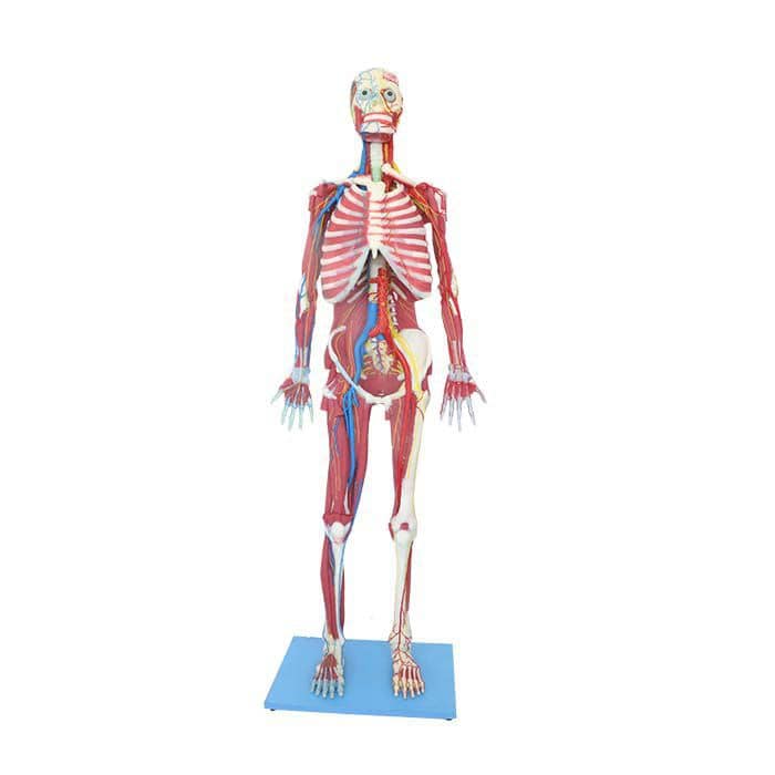 Modello anatomico di corpo intero - LS 02 - MeiWo Science - ad uso ...