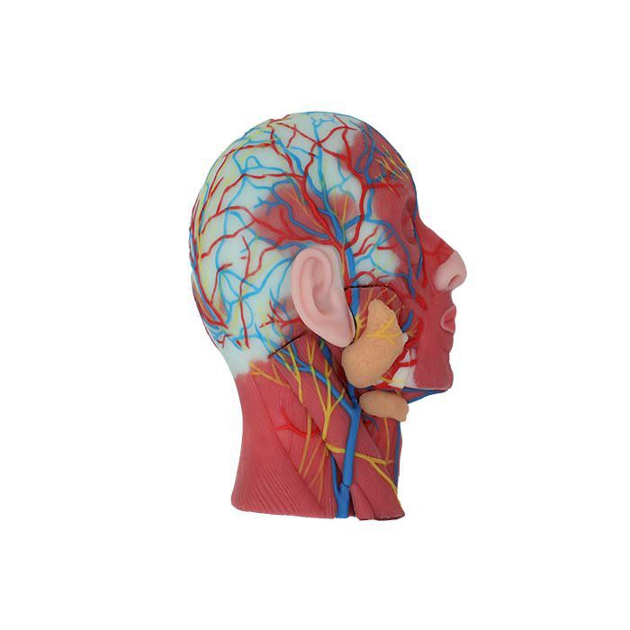 Modello anatomico di testa - CS 13 - MeiWo Science - di collo / ad uso ...