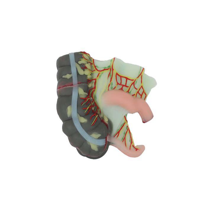 Modello anatomico di appendice - DS 06 - MeiWo Science - ad uso ...