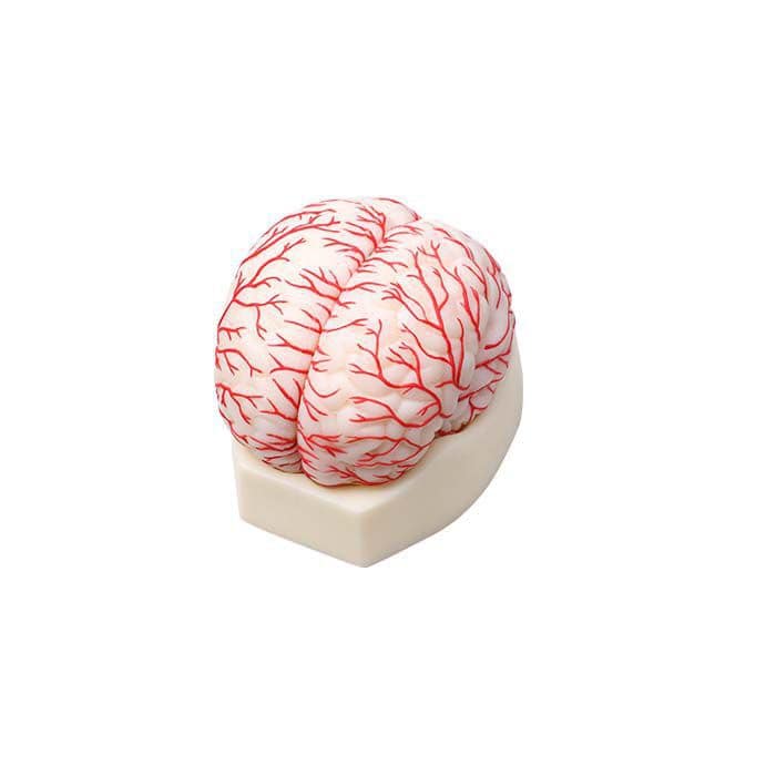 Modello anatomico di cervello - NS 03 - MeiWo Science - di arteria ...