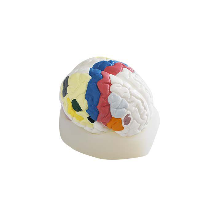 Modello anatomico di cervello - NS 05 - MeiWo Science - ad uso ...