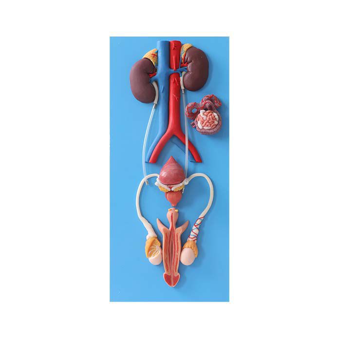 Modello anatomico di apparato urinario - US 06 - MeiWo Science - ad uso ...