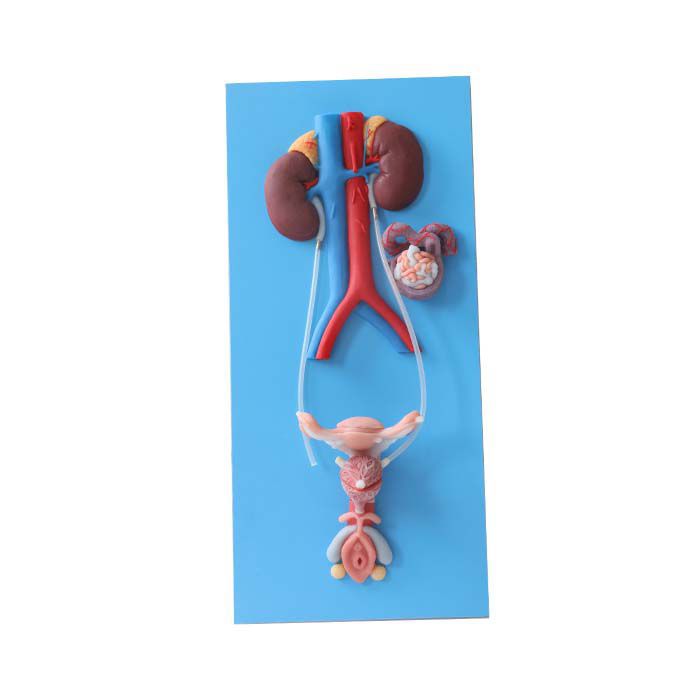 Modello anatomico di apparato urinario - US 02 - MeiWo Science - ad uso ...