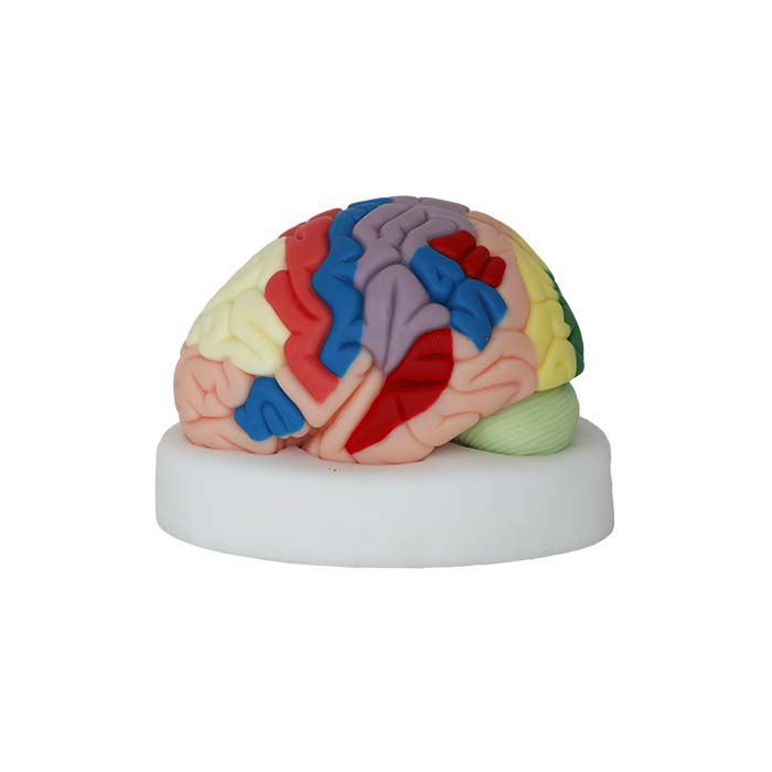 Modello anatomico di cervello - NS 04 - MeiWo Science - ad uso ...