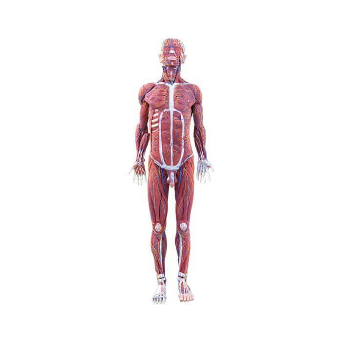 Modello anatomico di corpo intero - LS 07 - MeiWo Science - ad uso ...