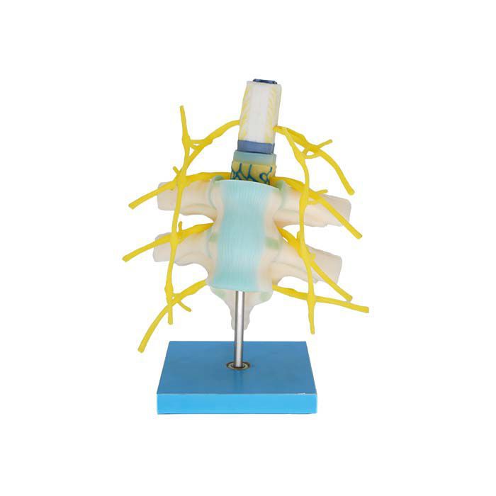 Modello anatomico di midollo spinale - MeiWo Science - per l’educazione ...