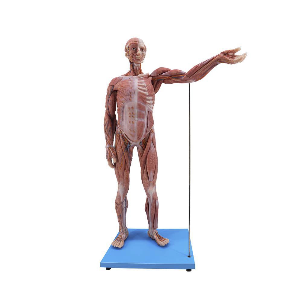Modello anatomico di corpo intero - MeiWo Science - ad uso didattico ...