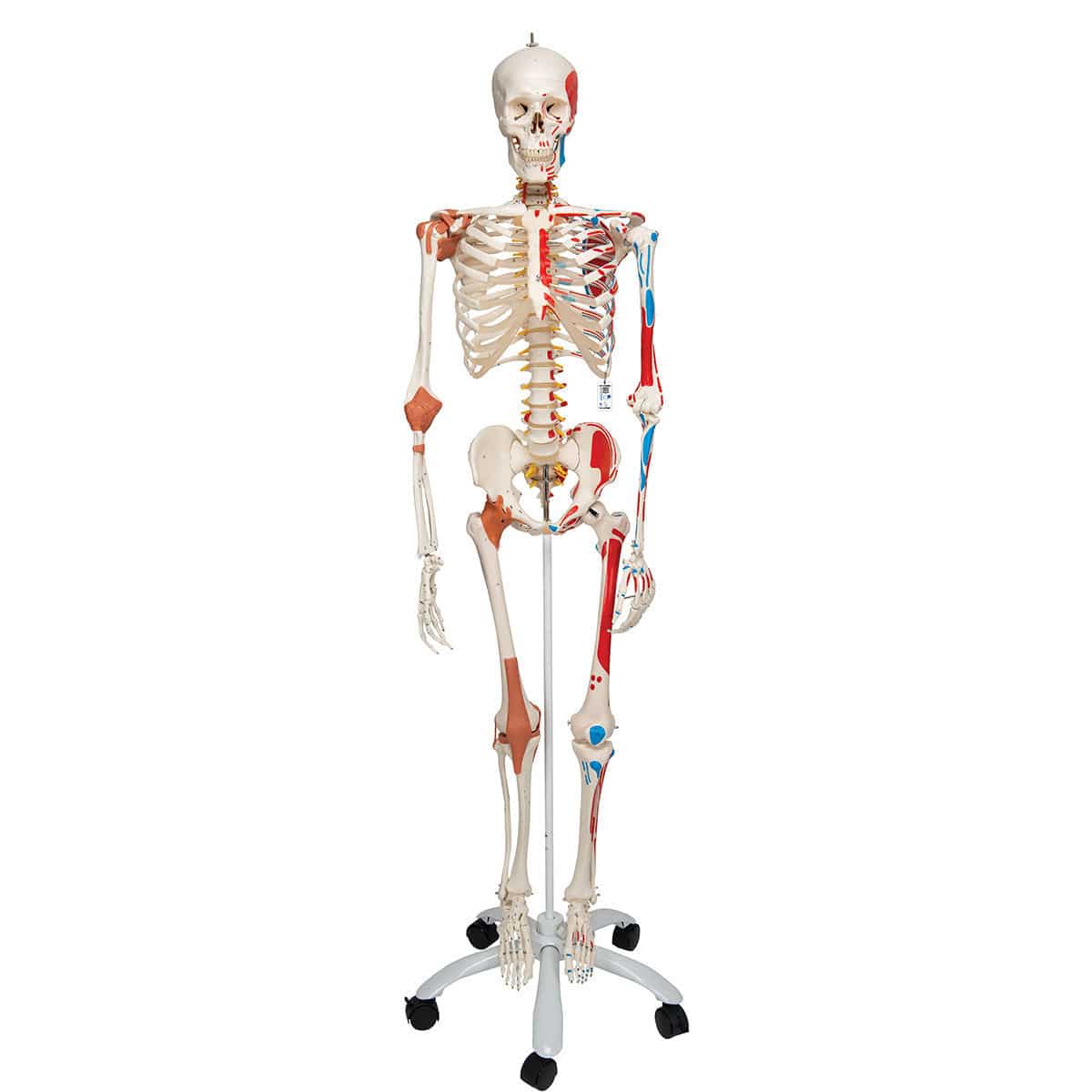 Modello anatomico di scheletro - A13 - 3B Scientific - di corpo intero ...