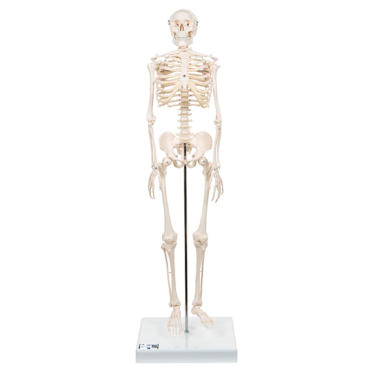 Modello anatomico di scheletro - A18 - 3B Scientific - di corpo intero ...