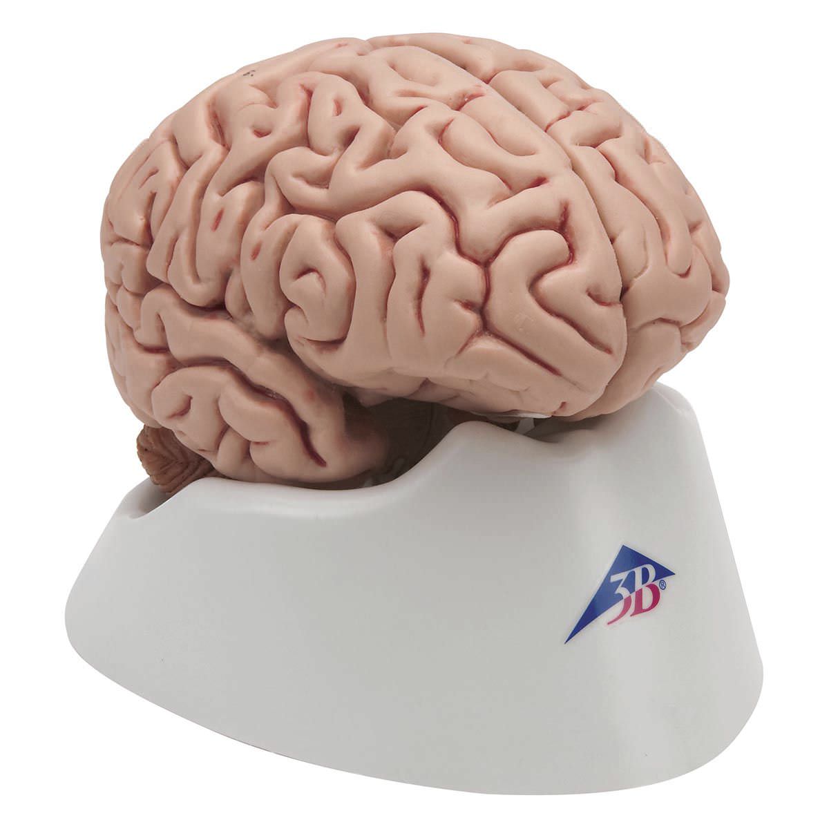 Modello anatomico di cervello - C18 - 3B Scientific - ad uso didattico