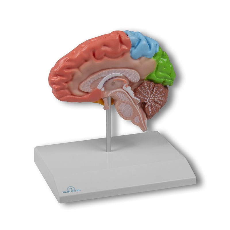 Modello anatomico di cervello - C921 - Erler-Zimmer - ad uso didattico