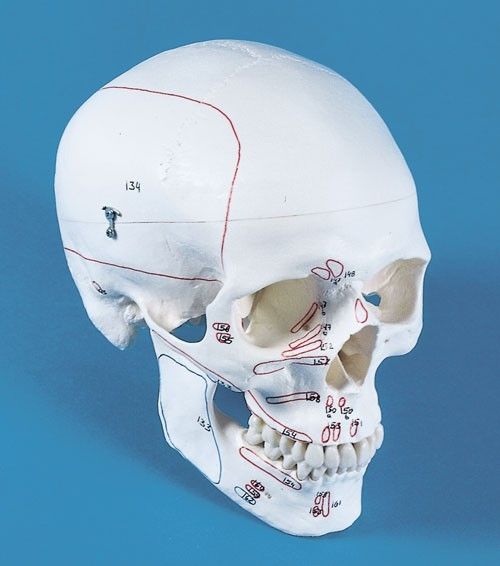 Modello anatomico cranio / ad uso didattico / articolato / con ...