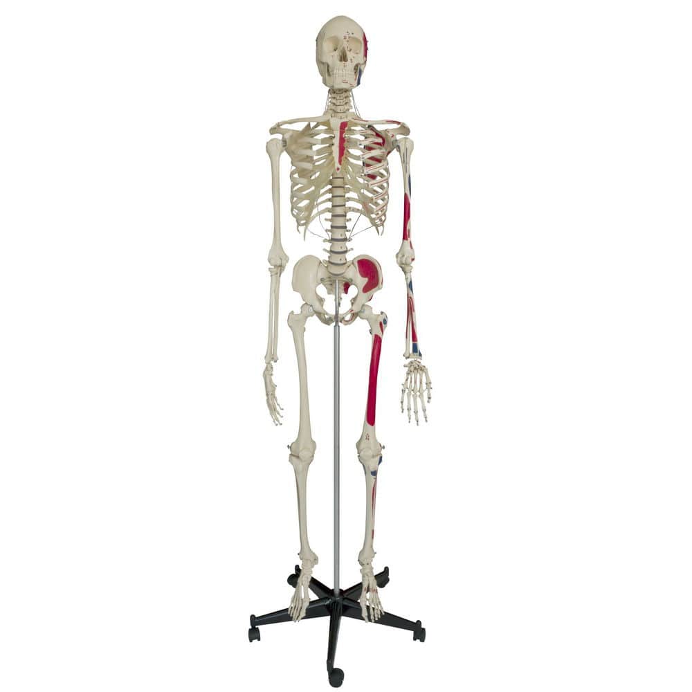Modello anatomico di scheletro - A200.1 - RÜDIGER - ANATOMIE - di corpo ...
