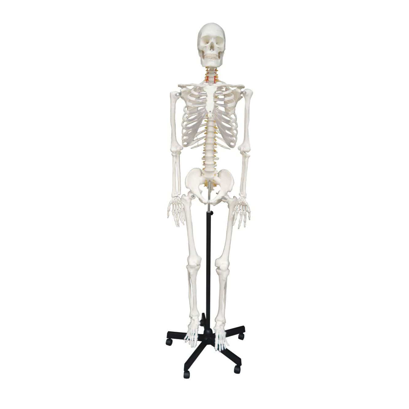 Modello anatomico di scheletro - Wellden International Inc. - di corpo ...