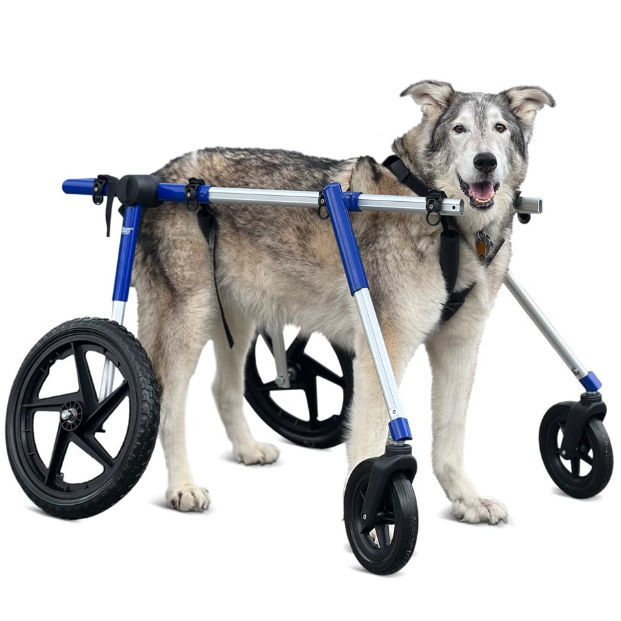 Carrellino per animale disabile per cani - Walkin' Wheels® Fully ...