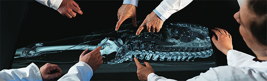 Tavolo di dissezione virtuale / di anatomia / rettangolare / mobile ...