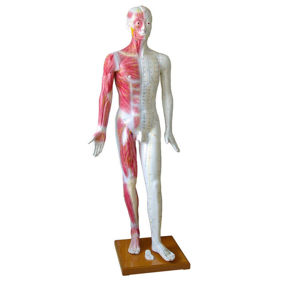 Modello anatomico muscolare - H131300 - HeineScientific® - di corpo ...