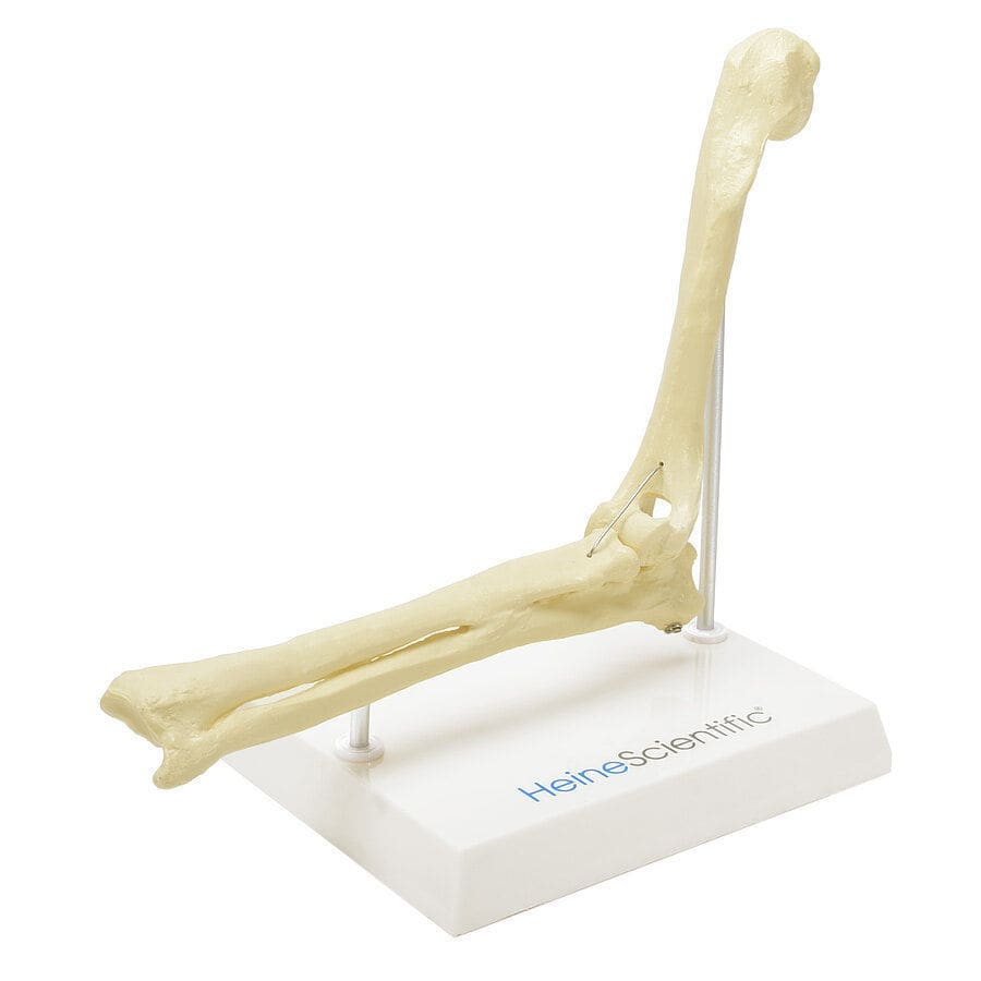 Modello anatomico di scheletro - H139082 - HeineScientific® - di radio ...
