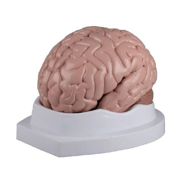 Modello anatomico di cervello - YA/N027 - Yuan Technology - ad uso ...