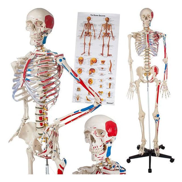 Modello anatomico di scheletro - YA/L011A - Yuan Technology - di corpo ...