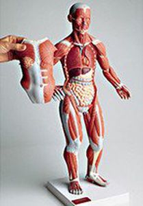 Modello anatomico muscolare - 0345-59 - Denoyer-Geppert - di corpo ...