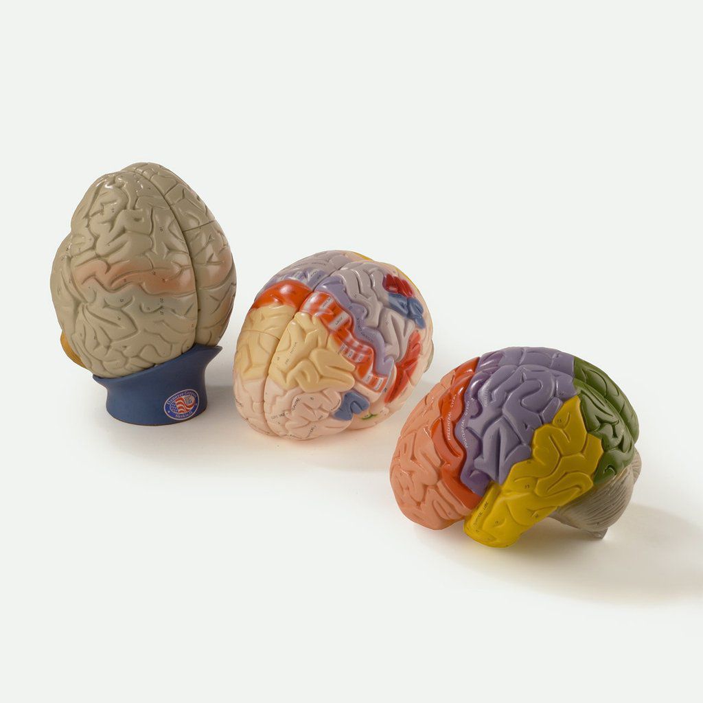 Modello anatomico temporale - 0170GBS - Denoyer-Geppert - di cervello ...