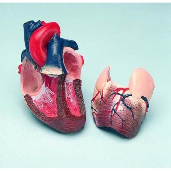 Modello anatomico di cuore - ZKJ-646-L - Educational + Scientific ...