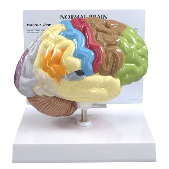 Modello anatomico di cervello - 2950 - GPI Anatomicals - ad uso didattico