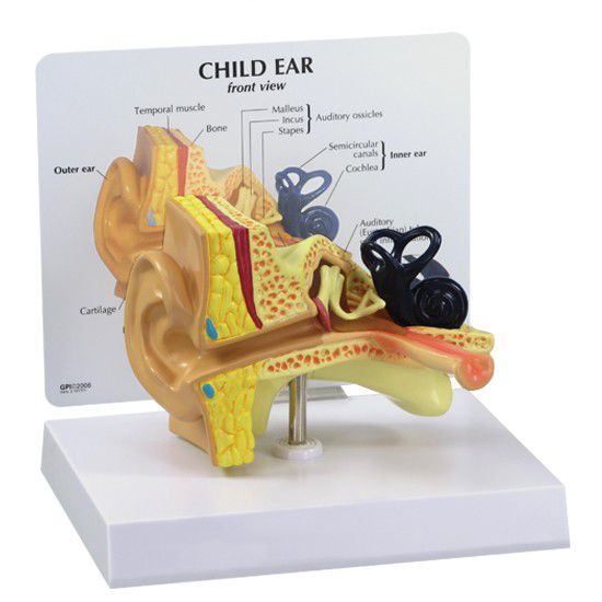 Modello anatomico di condotto uditivo - 2300 - GPI Anatomicals - di ...