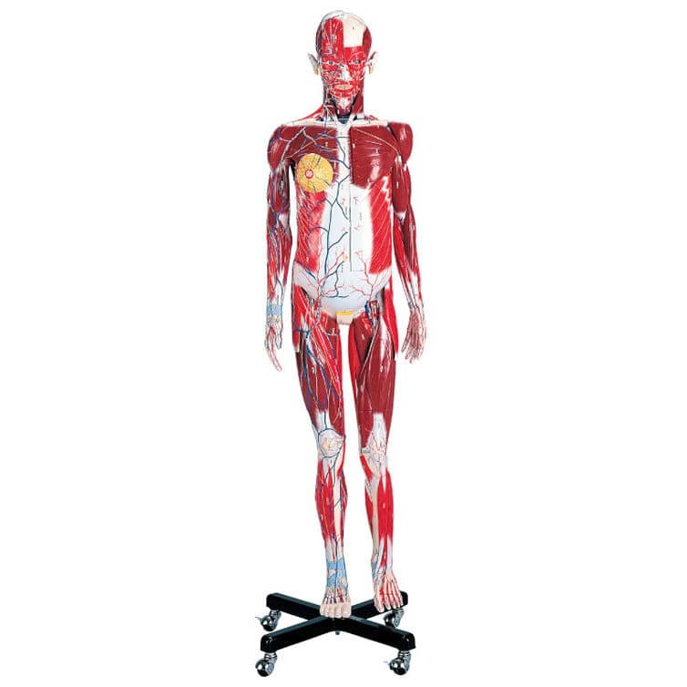 Modello anatomico muscolare - J102 - Sakamoto Model Corporation - di ...
