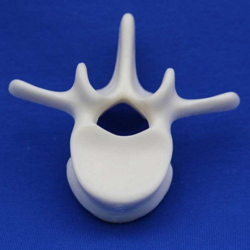 Modello anatomico di dischi intervertebrali - L2F - Créaplast - di ...