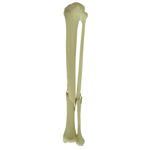 Modello anatomico osseo - 9701 - Nacional Ossos - di tibia / di perone ...