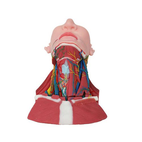 Modello anatomico di collo - TA 06 - MeiWo Science - ad uso didattico ...
