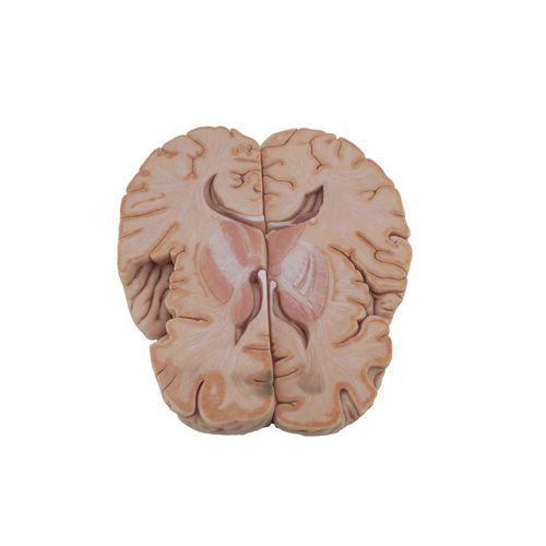 Modello anatomico di cervello - MeiWo Science - ad uso didattico / in ...