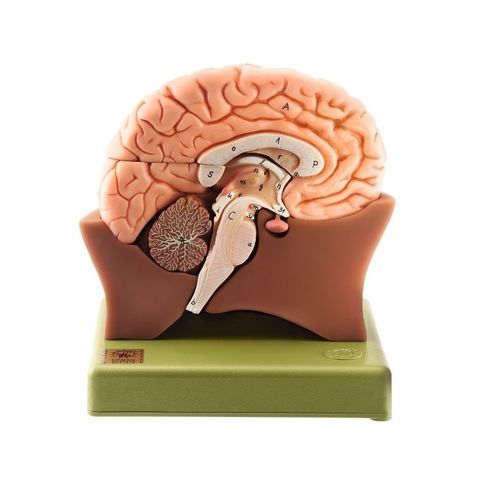 Modello anatomico di cervello - BS 20/1 - Coburger Lehrmittelanstalt ...