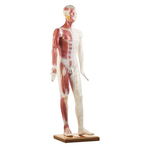 Modello anatomico muscolare - H131300 - HeineScientific® - di corpo ...