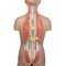 Modello anatomico tronco - B235 - Erler-Zimmer - didattico / bisessuato